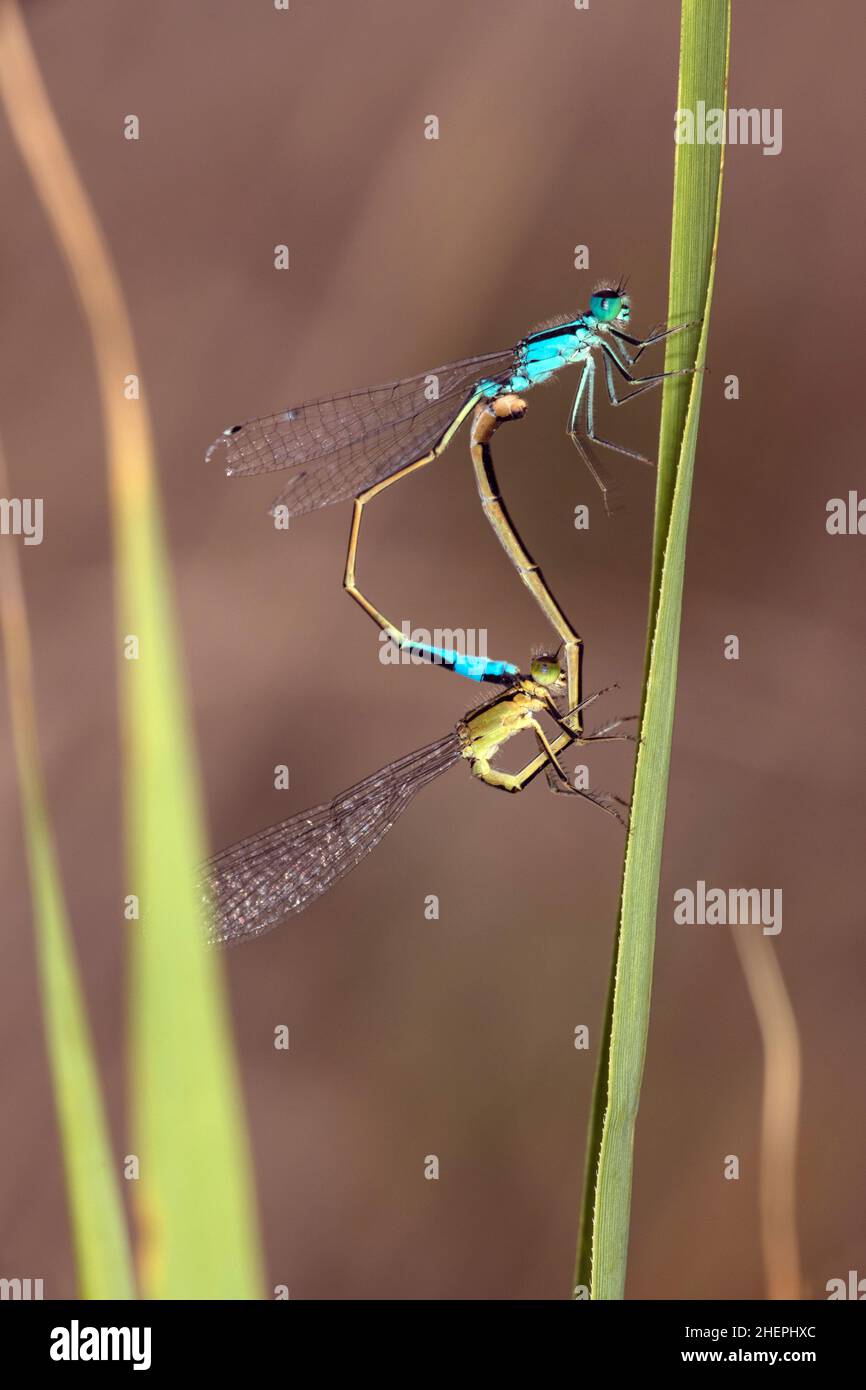common ischnura, blue-tailed damselfly (Ischnura elegans), mating wheel ...