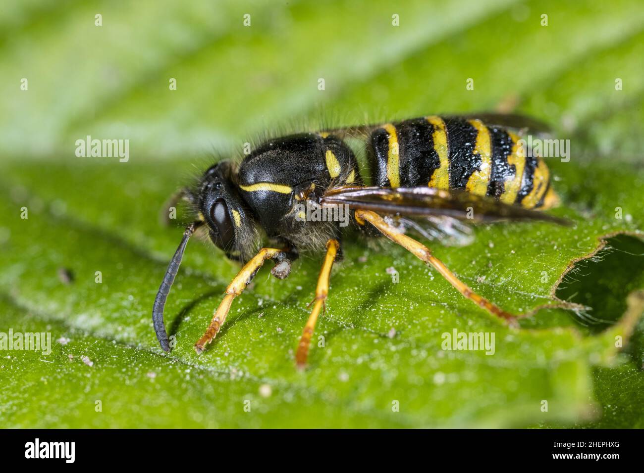 Saxon wasp (Dolichovespula saxonica, Vespula saxonica), sits on a leaf ...