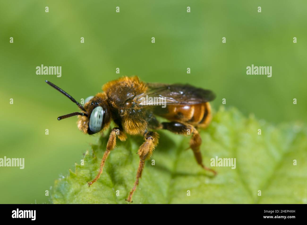 European Yellow Loosestrife-Cuckoo, Eurasian Macropis Cuckoo Bee ...