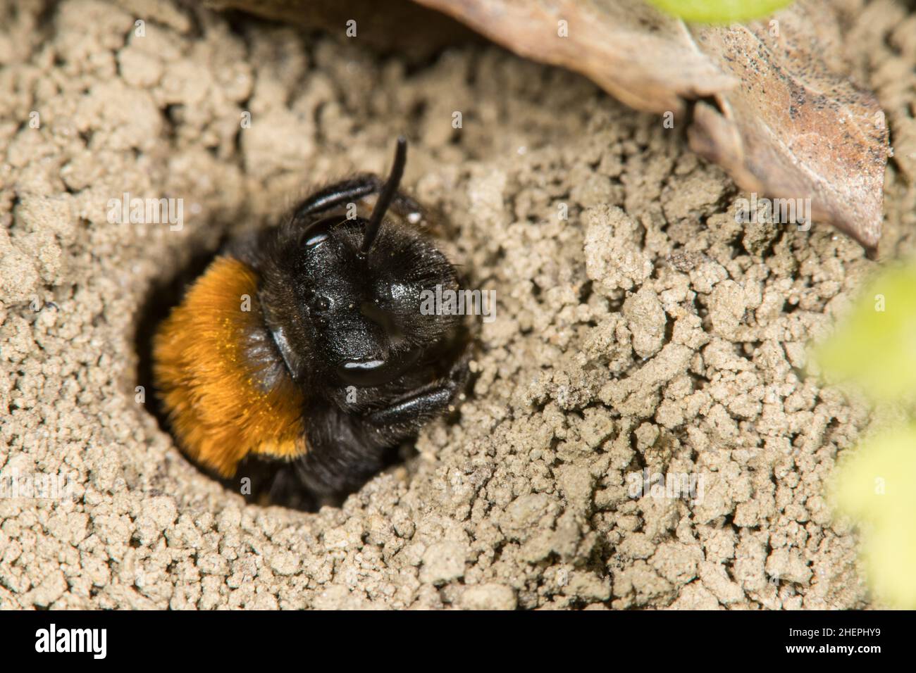 Tawny burrowing bee, Tawny mining bee, Tawny mining-bee (Andrena fulva ...