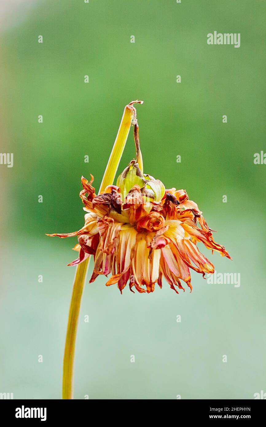 Broken Flower Stem What To Do With Snapped And Broken Flower Stems