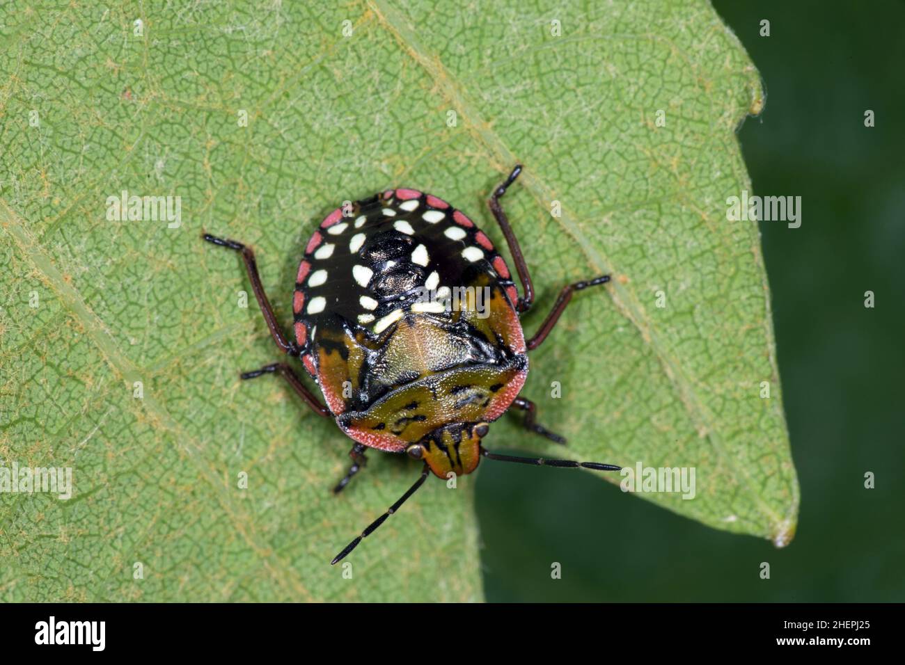 Southern green stink bug, Southern green shield bug, Green vegetable ...