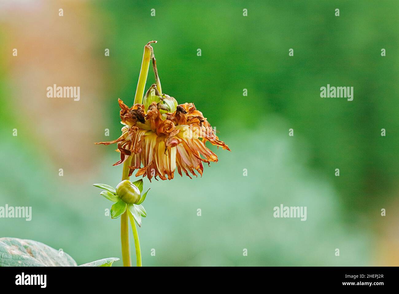 Broken Flower Stem What To Do With Snapped And Broken Flower Stems