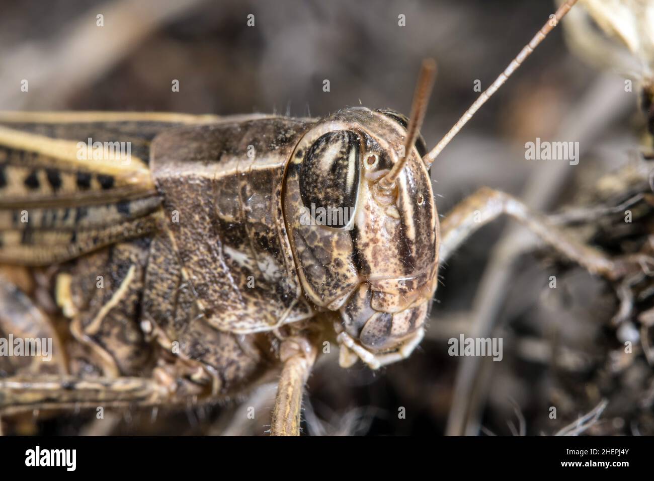 Italian locust (Calliptamus italicus, Calliptenus cerisanus), portrait ...