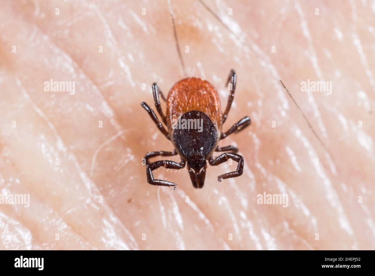 European castor bean tick, European sheep tick (Ixodes ricinus), sits ...