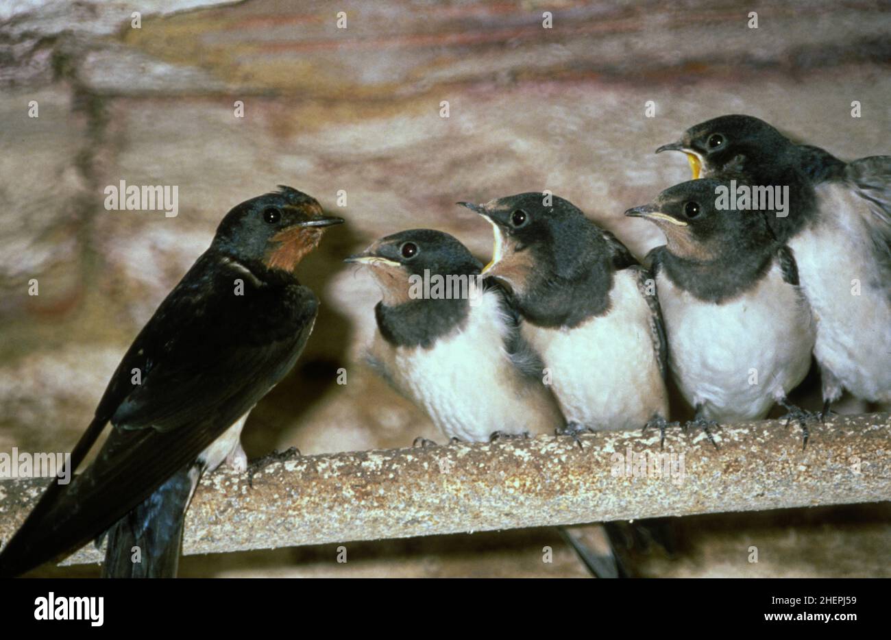 barn swallow (Hirundo rustica), young birds perches on a bar and ...