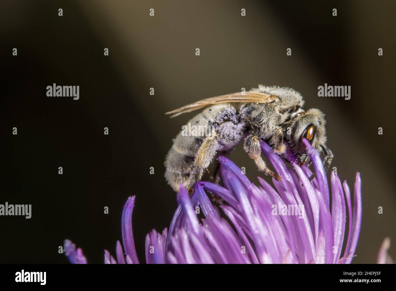 Pollinosus hi-res stock photography and images - Alamy