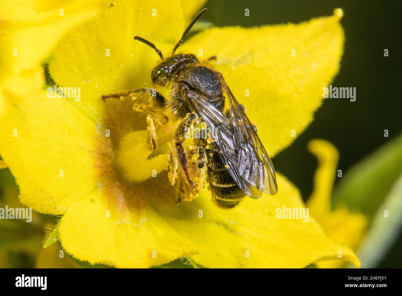 wild bee (Macropis fulvipes), collecting pollen at lysimachia, Germany ...