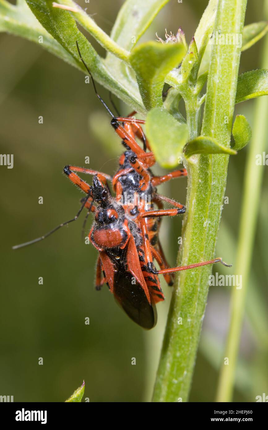 assassin bug (Rhinocoris iracundus, Rhynocoris iracundus), mating on a ...