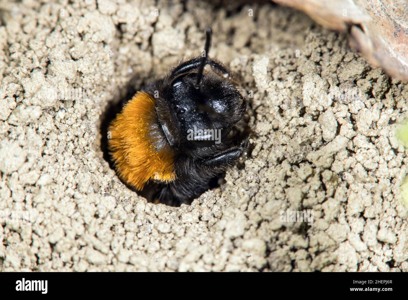 Tawny burrowing bee, Tawny mining bee, Tawny mining-bee (Andrena fulva ...
