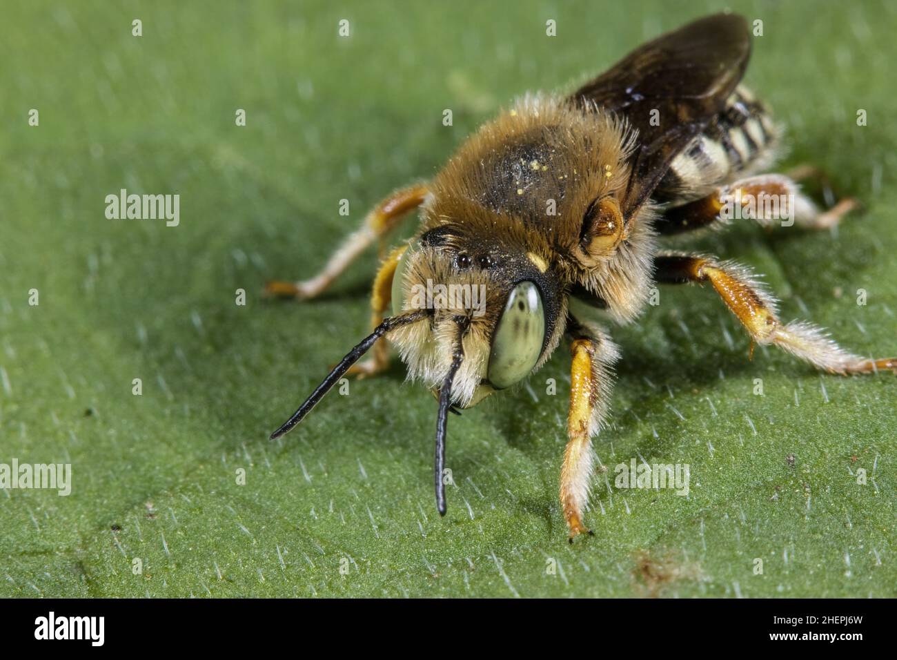 Leaf-cutter bee (Anthidium punctatum), Male on a leaf, Germany Stock ...