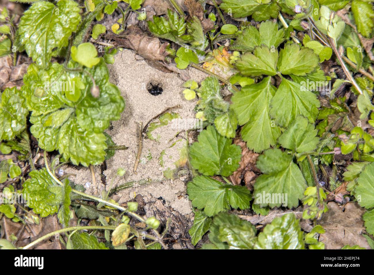 Tawny burrowing bee, Tawny mining bee, Tawny mining-bee (Andrena fulva ...
