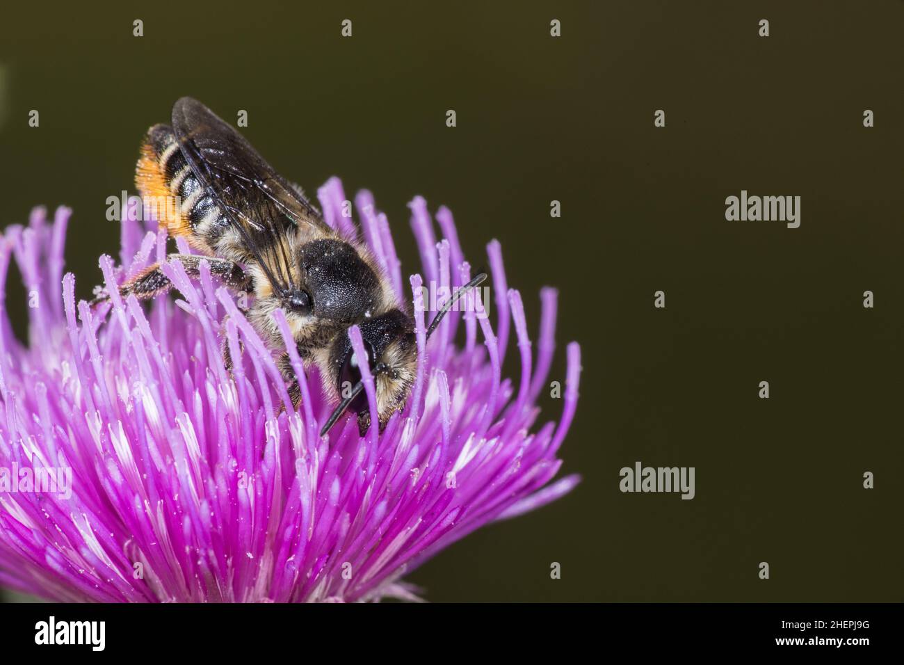 woodborer bee (Lithurgus chrysurus), sitting at a thistle, Germany ...