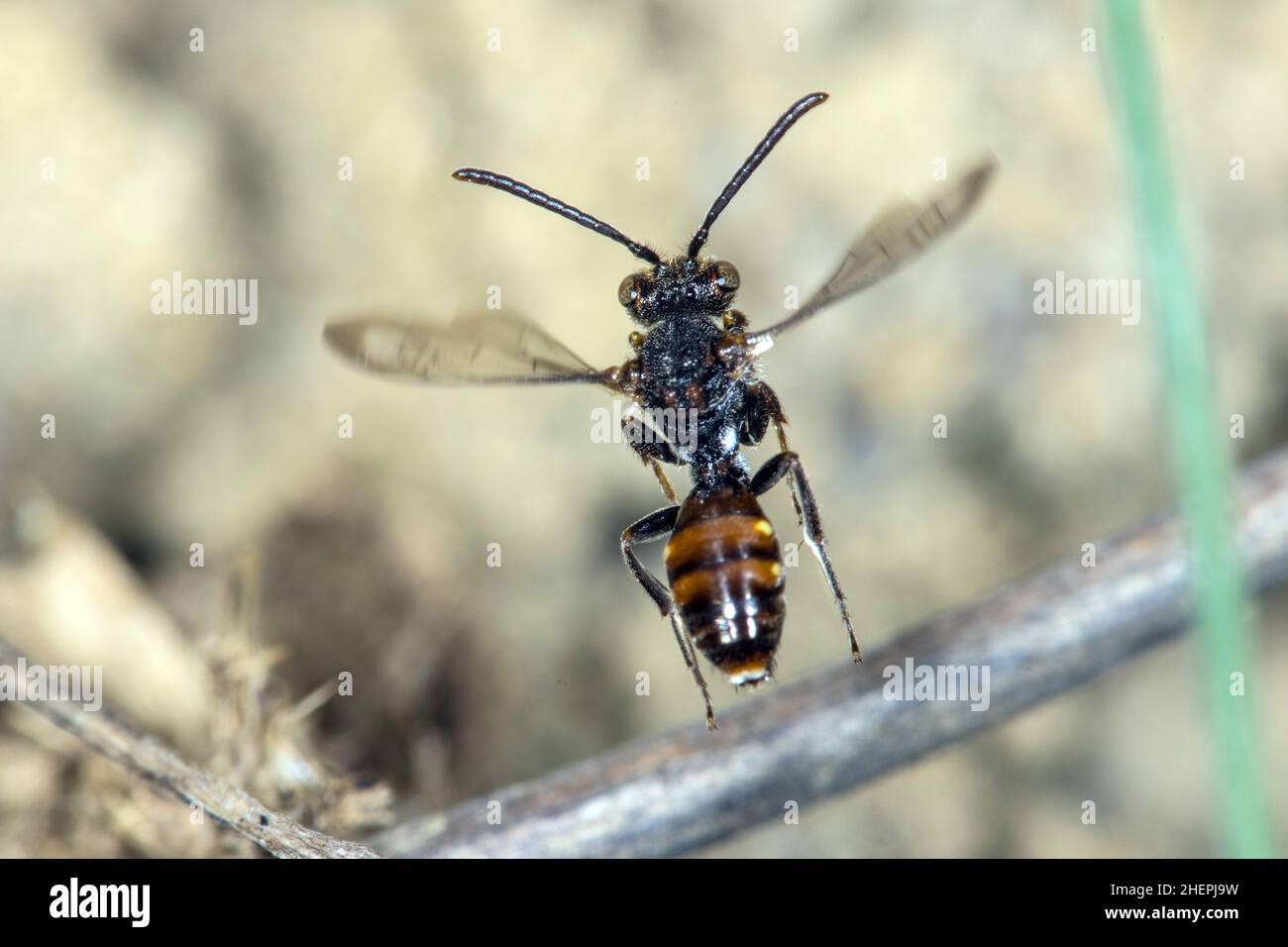 nomad-bee (Nomada flavoguttata), male in flight, Germany Stock Photo ...
