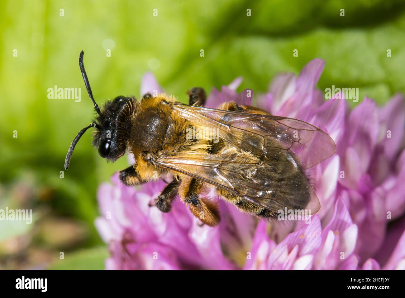 Buffish mining-bee (Andrena nigroaenea), female sitting at a clover ...