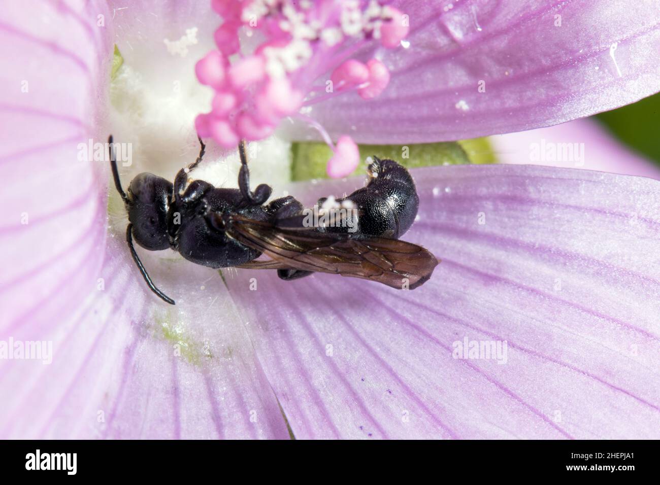 wild bee (Osmia rapunculi, Chelostoma rapunculi), visiting a flower ...
