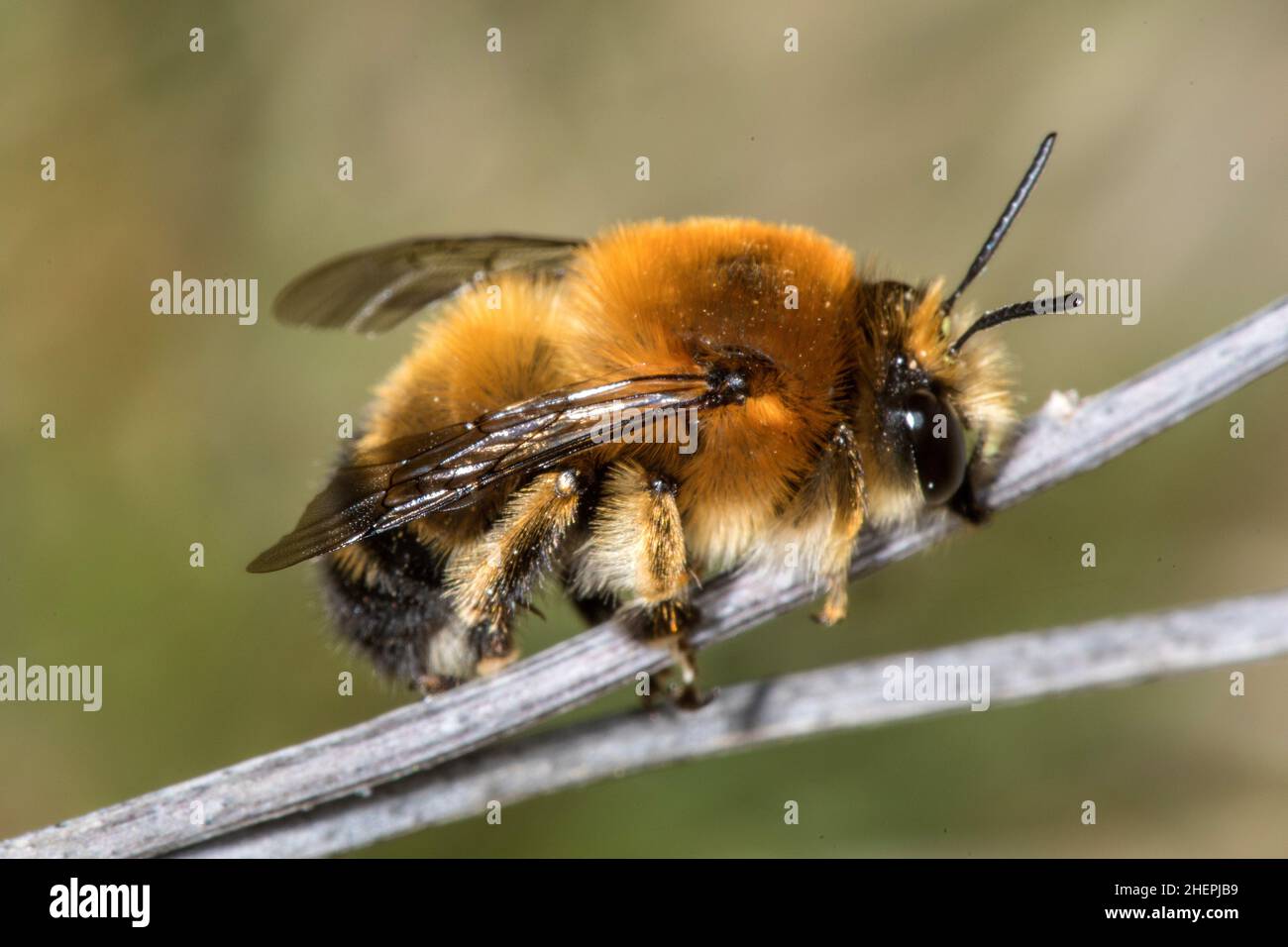 Flower bee (Anthophora aestivalis, Anthophora intermedia), male at a ...