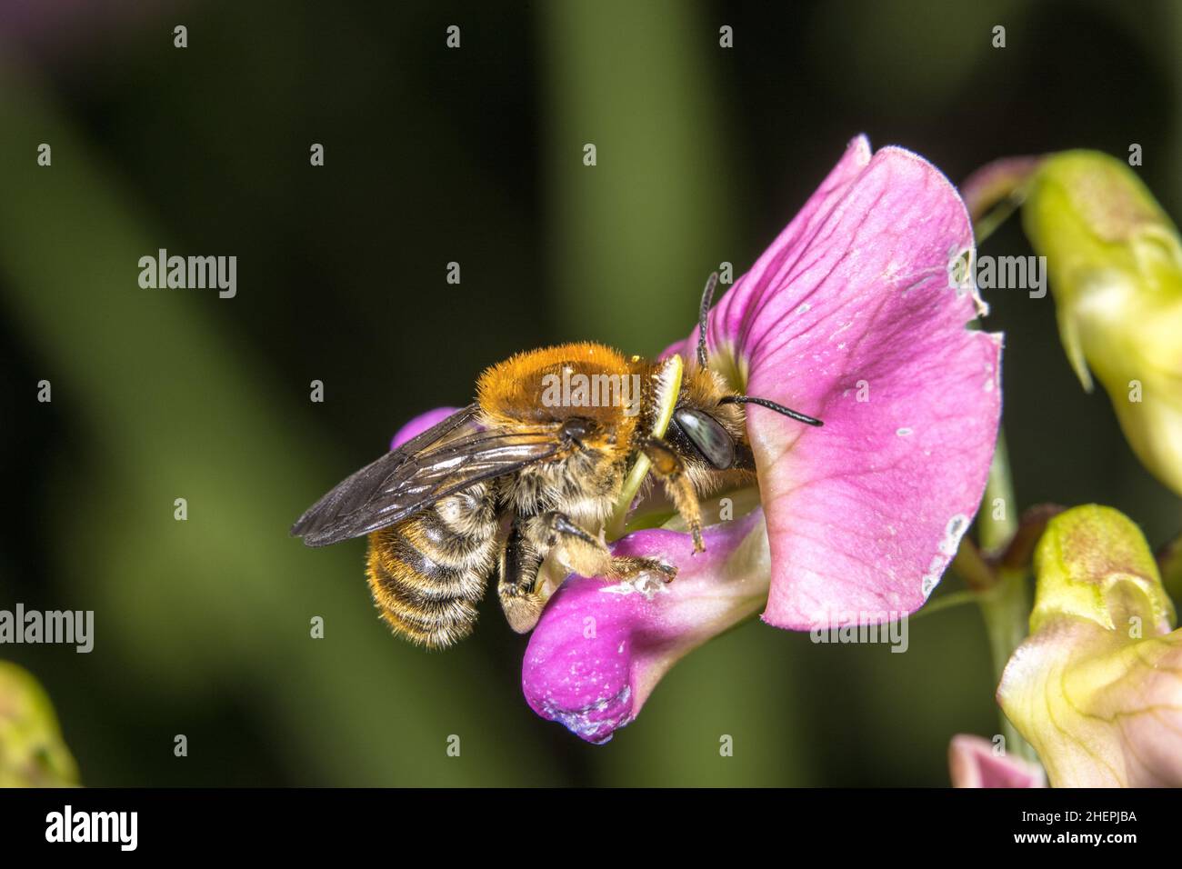 Trachusa hi-res stock photography and images - Alamy