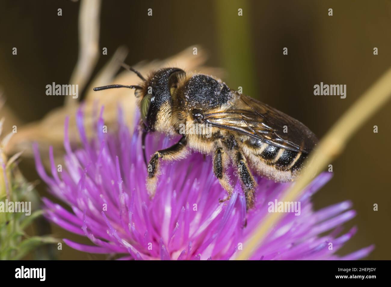 woodborer bee (Lithurgus chrysurus), sits on a flower, Germany Stock ...