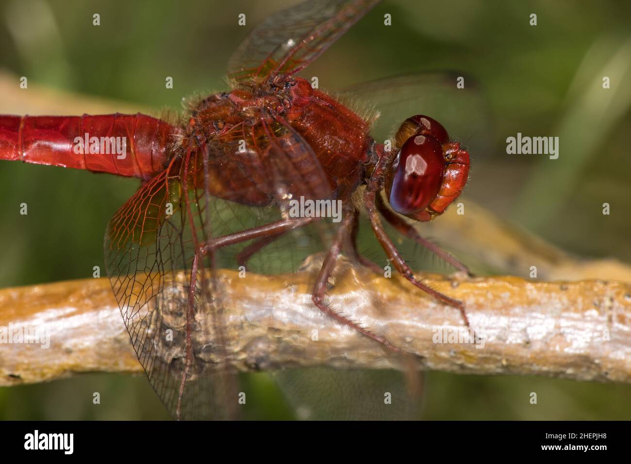 Broad Scarlet, Common Scarlet-darter, Scarlet Darter, Scarlet Dragonfly ...