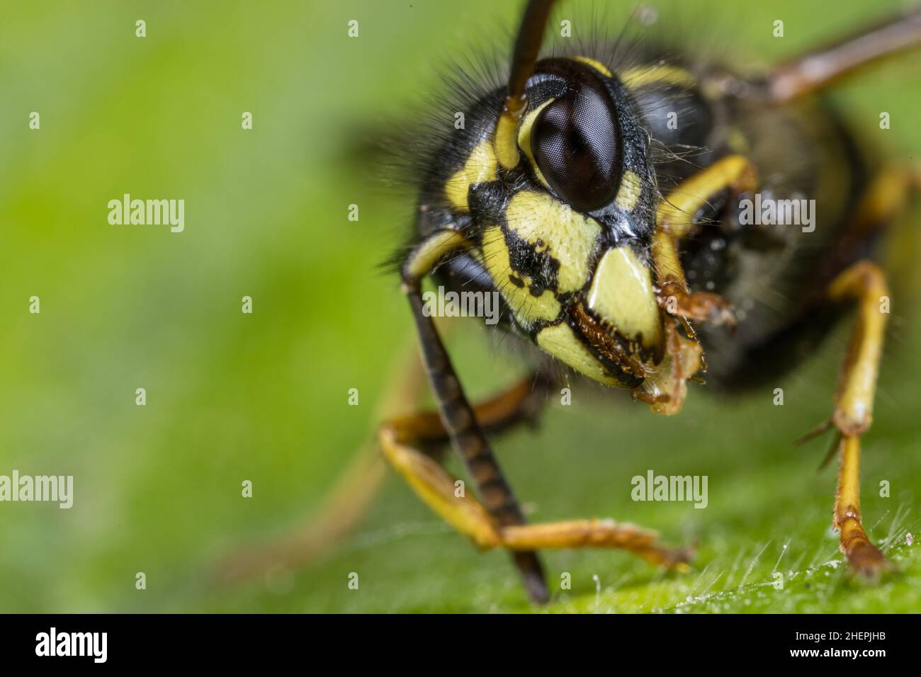Saxon wasp (Dolichovespula saxonica, Vespula saxonica), sits on a leaf ...