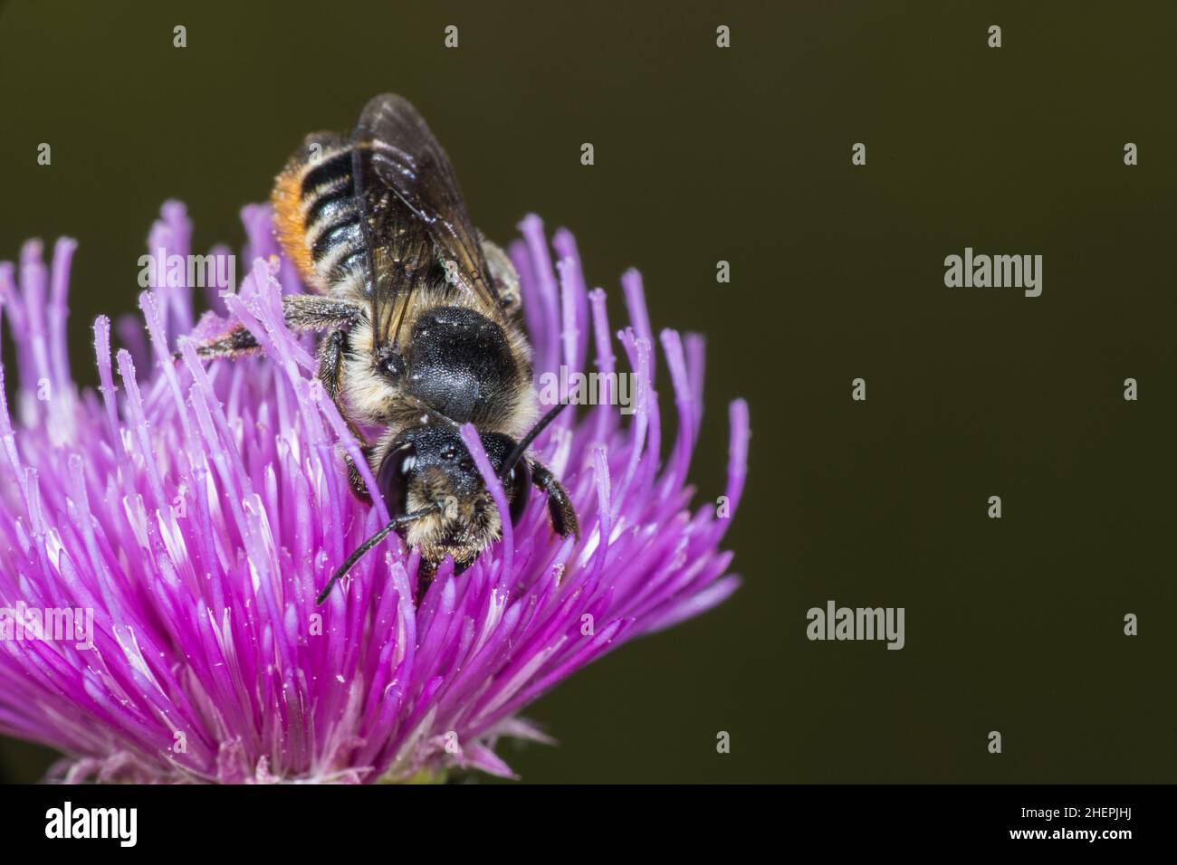 woodborer bee (Lithurgus chrysurus), sits on a flower, Germany Stock ...