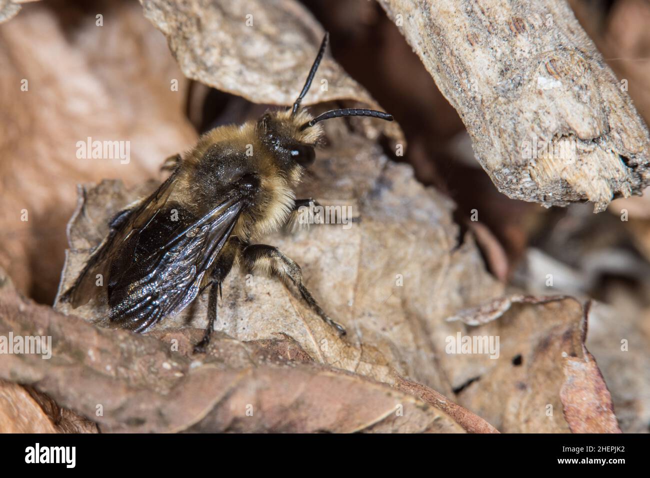 digger-cuckoo bee (Melecta albifrons), sits on a withered leaf, Germany ...