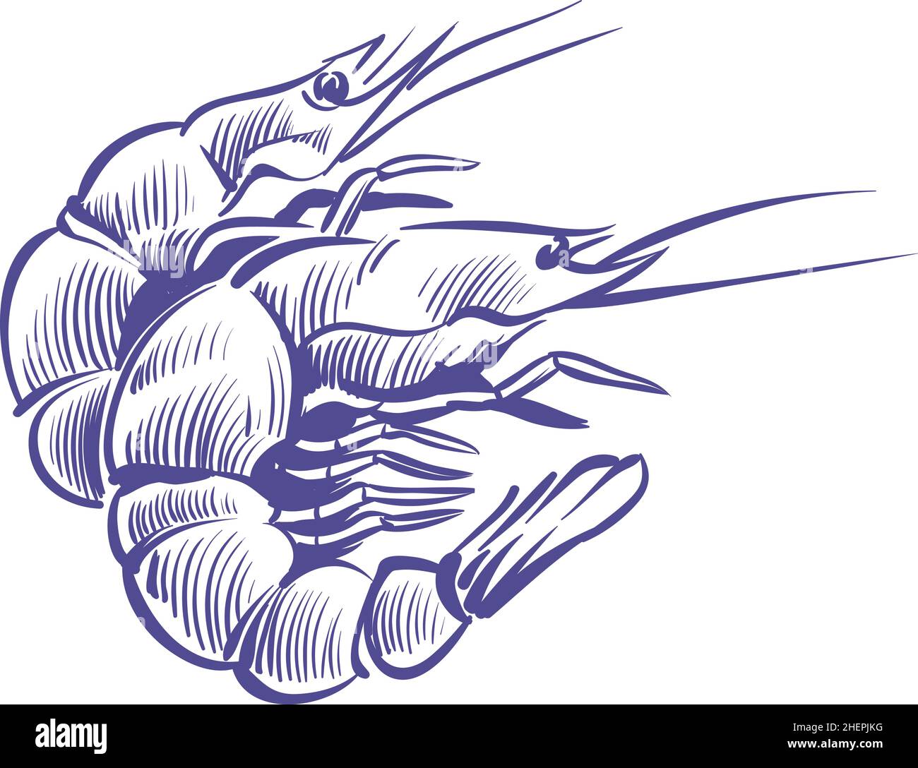 Shrimp sketch. Blue ink seafood hand drawing Stock Vector Image & Art ...