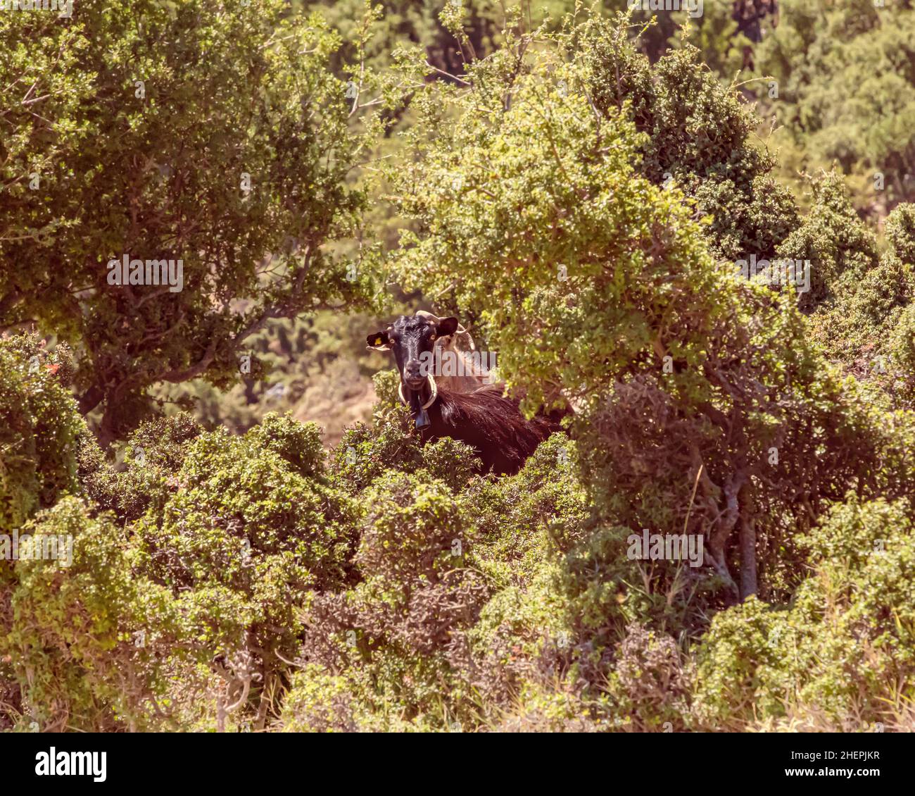 Peeking through bushes hi-res stock photography and images - Alamy