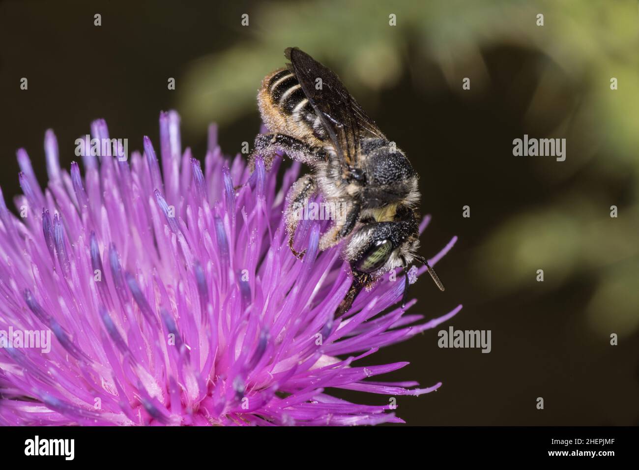 woodborer bee (Lithurgus chrysurus), sits on a knapweed flower, Germany ...