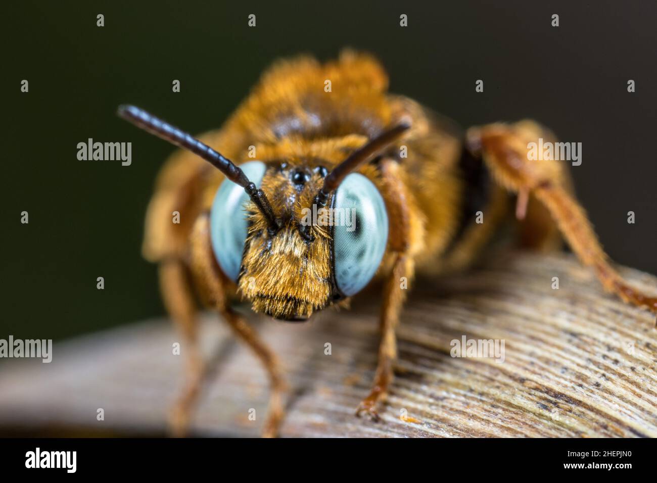 European Yellow Loosestrife-Cuckoo, Eurasian Macropis Cuckoo Bee ...