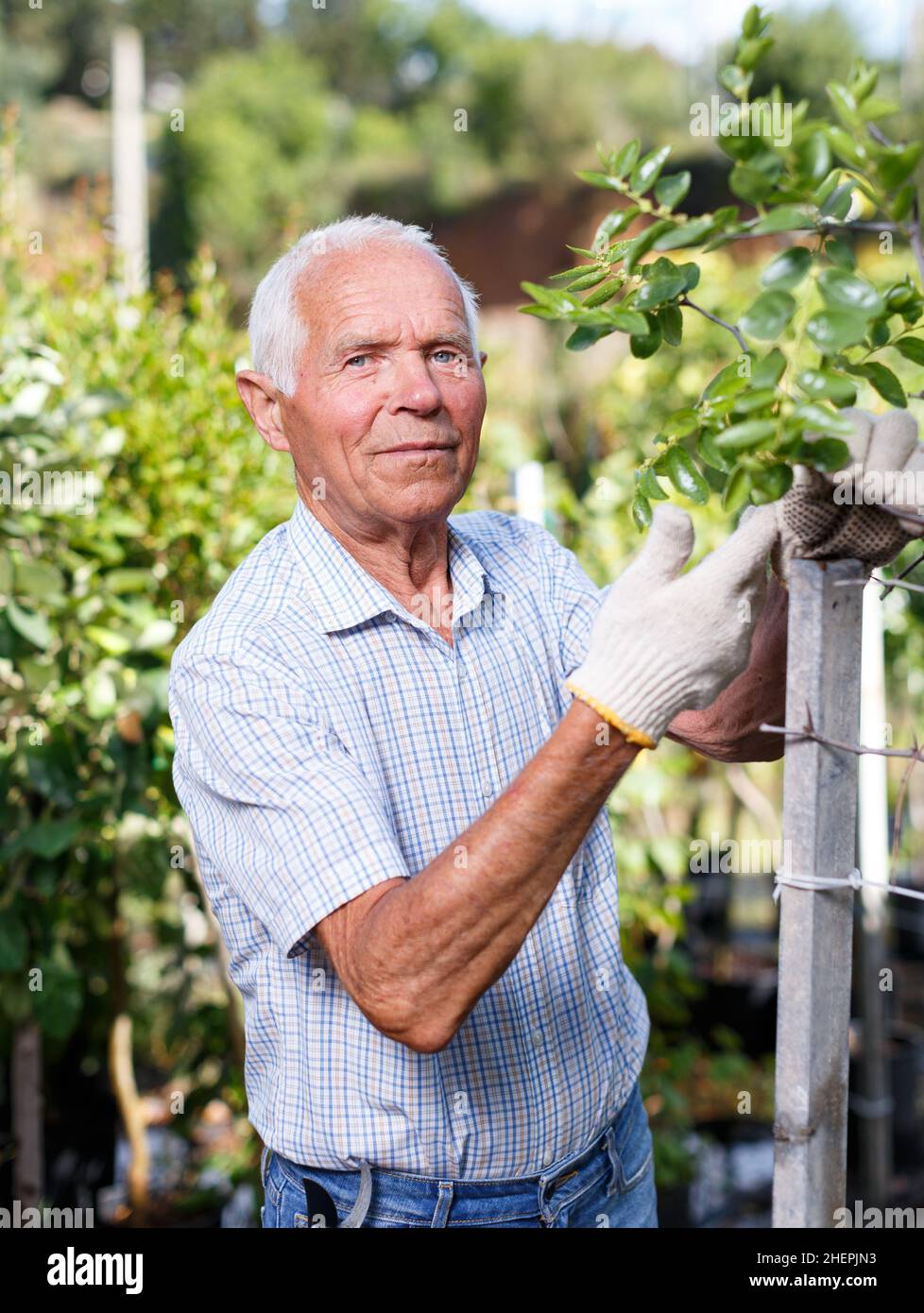 Older man checking trees Stock Photo - Alamy