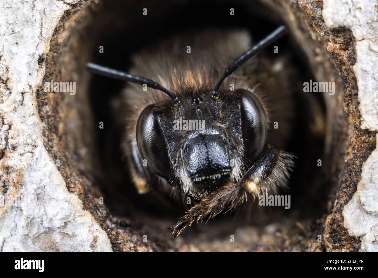 Common Central European flower bee (Anthophora acervorum, Anthophora ...