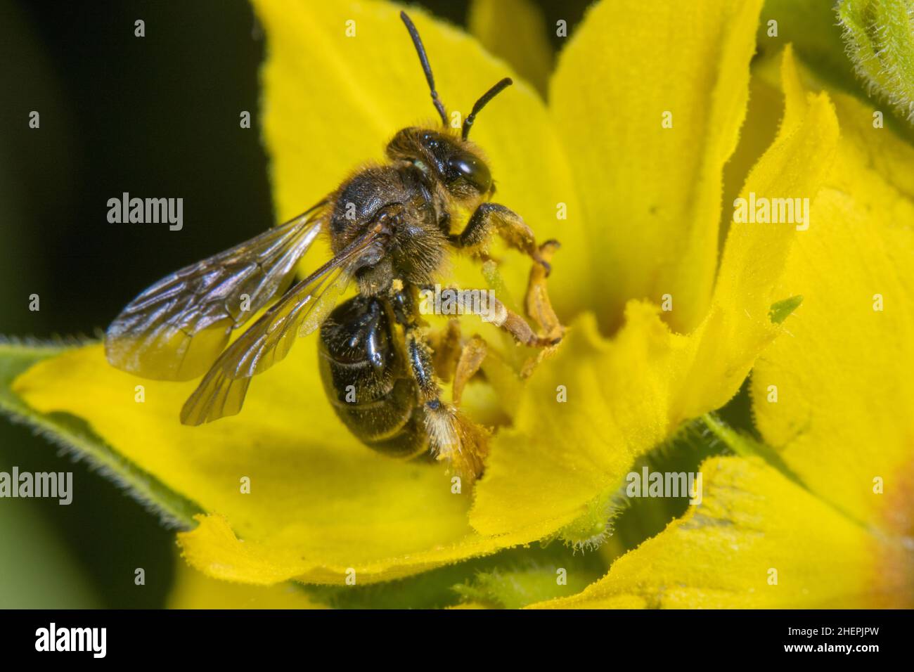wild bee (Macropis fulvipes), on loosestrife, Lysimachia, Germany Stock ...