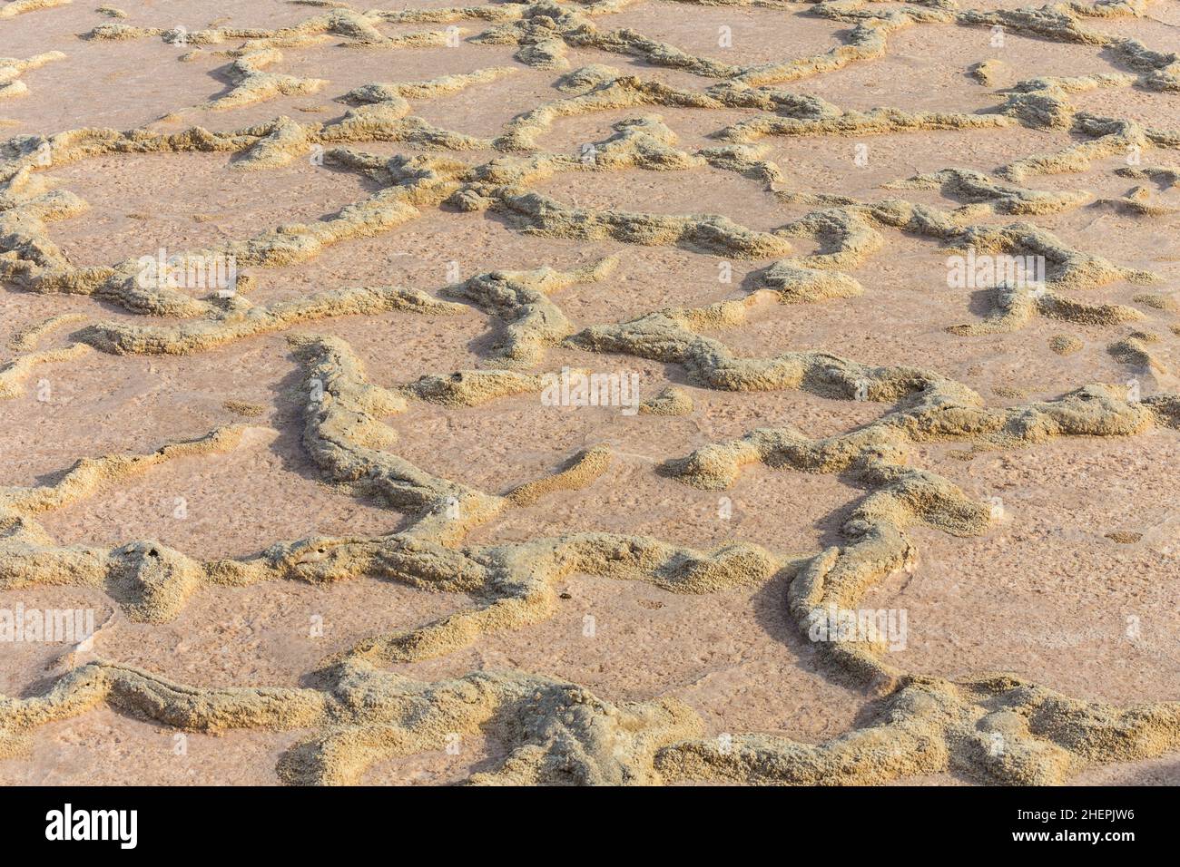 Saline soil hi-res stock photography and images - Alamy