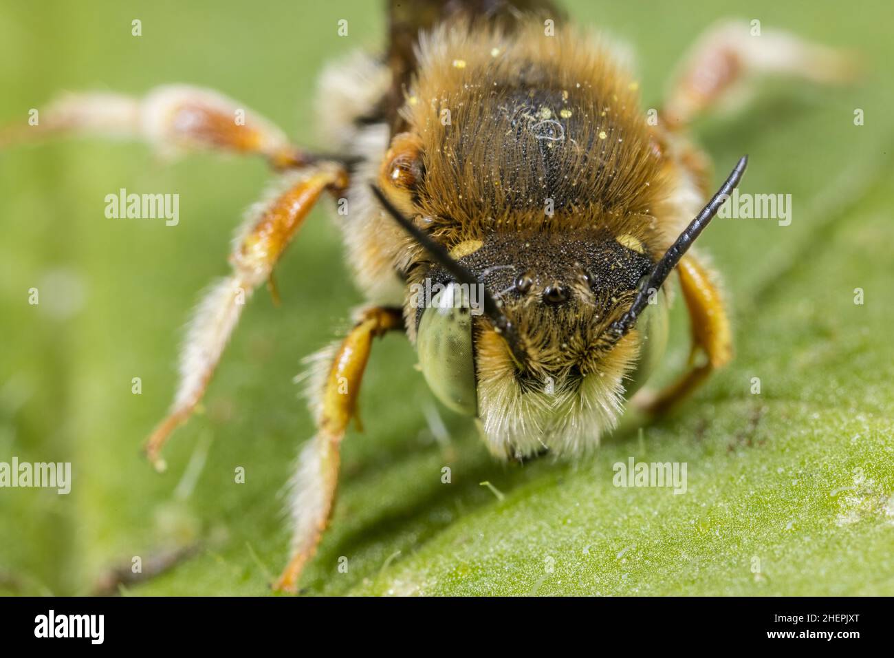 Leaf-cutter bee (Anthidium punctatum), Male, front view, Germany Stock ...