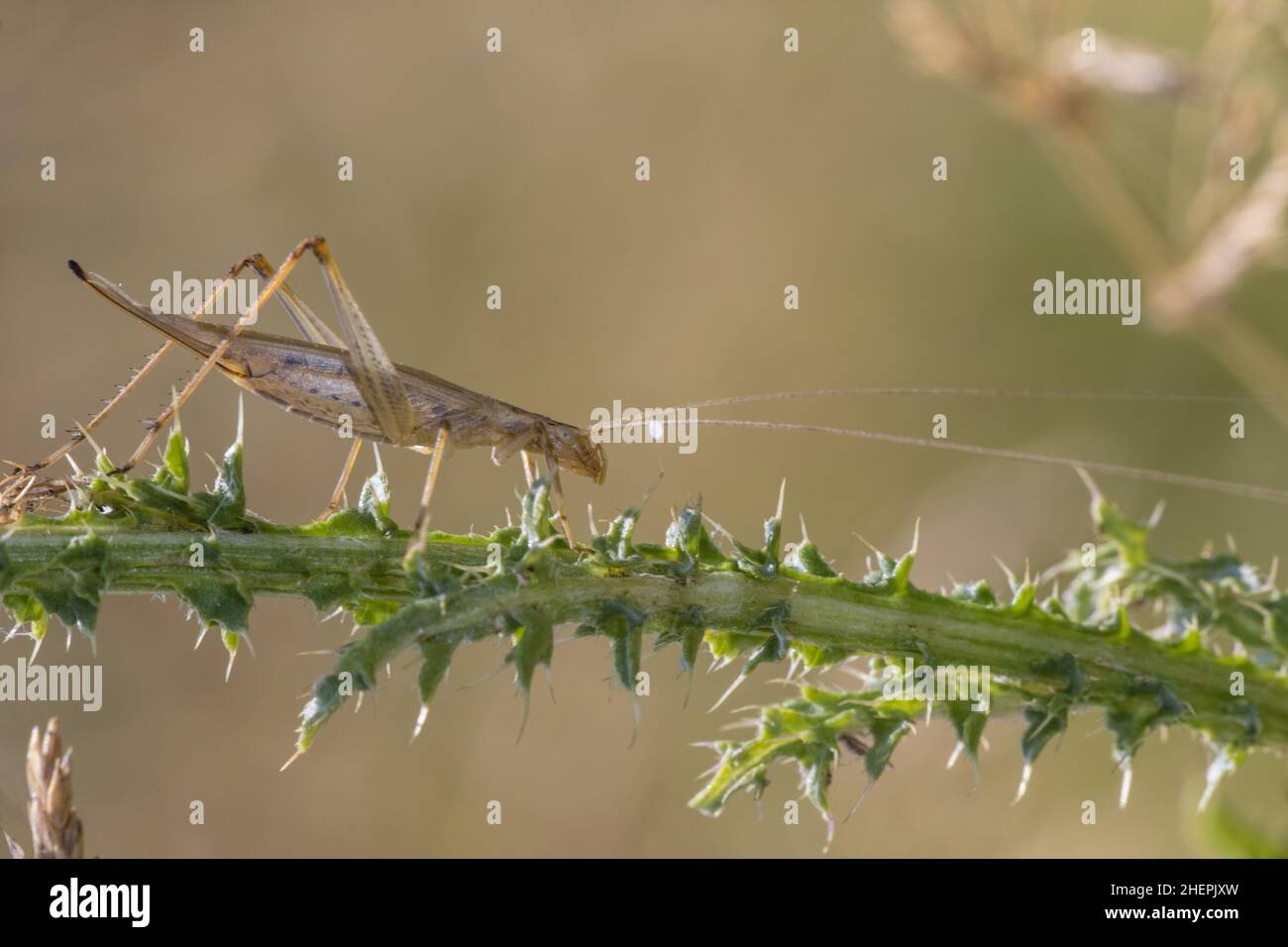 Tree cricket hi-res stock photography and images - Alamy