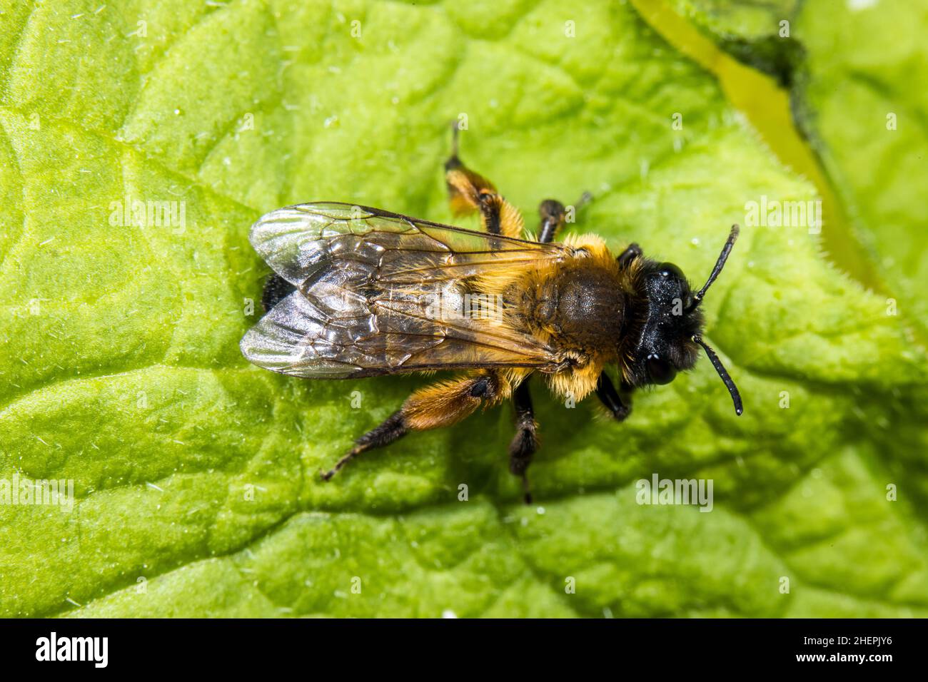 Buffish mining bee female hi-res stock photography and images - Alamy