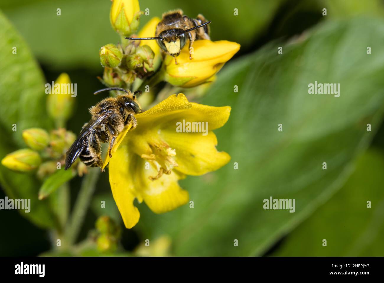 Yellow-Loosestrife Bee (Macropis labiata, Macropis europaea), male sits ...