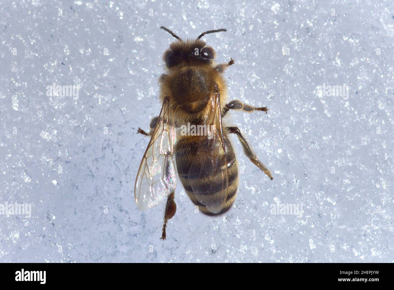 honey bee, hive bee (Apis mellifera mellifera), on snow, view from ...