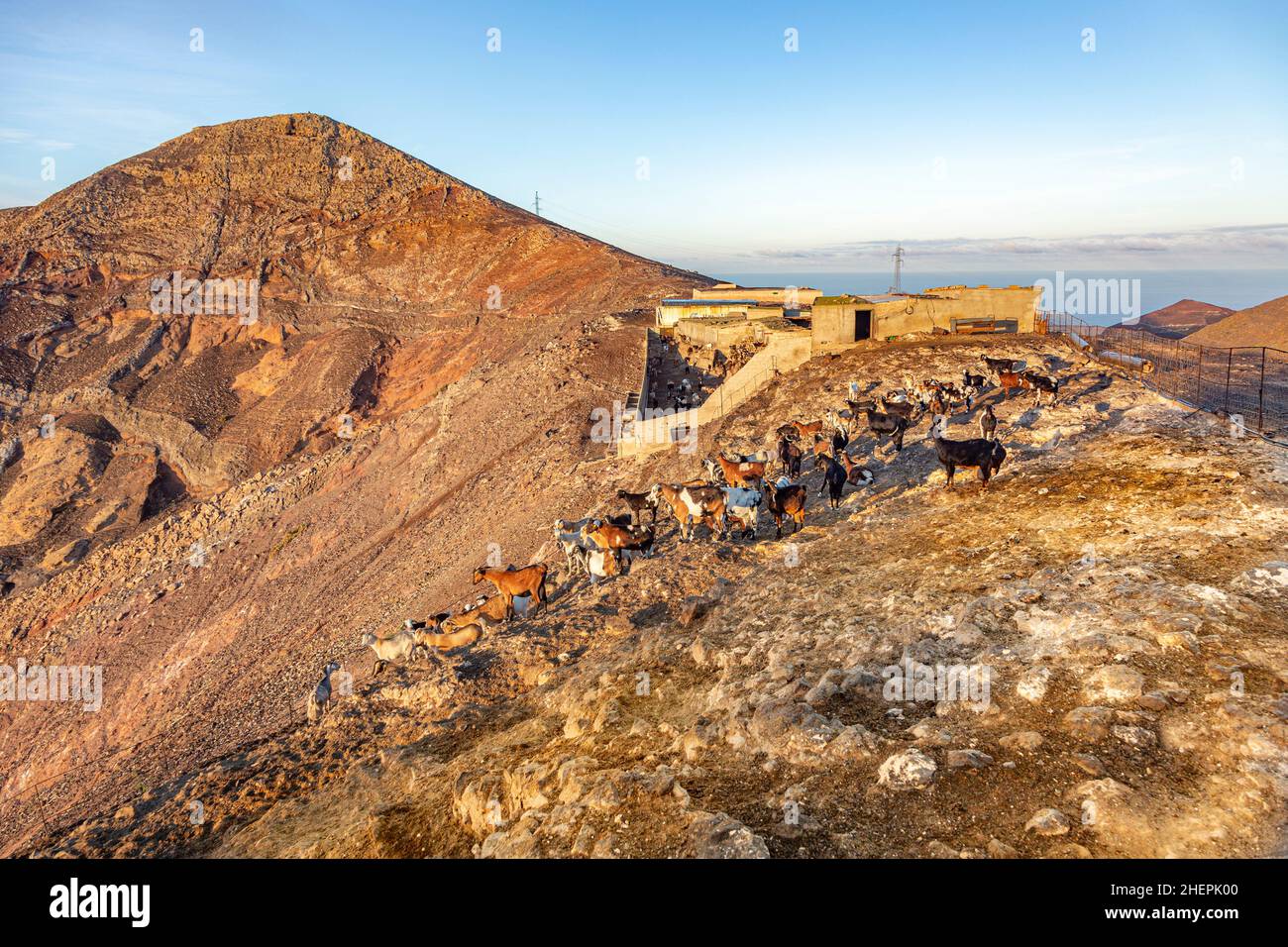 flock of goats in the mountains of a cheese diary Stock Photo - Alamy