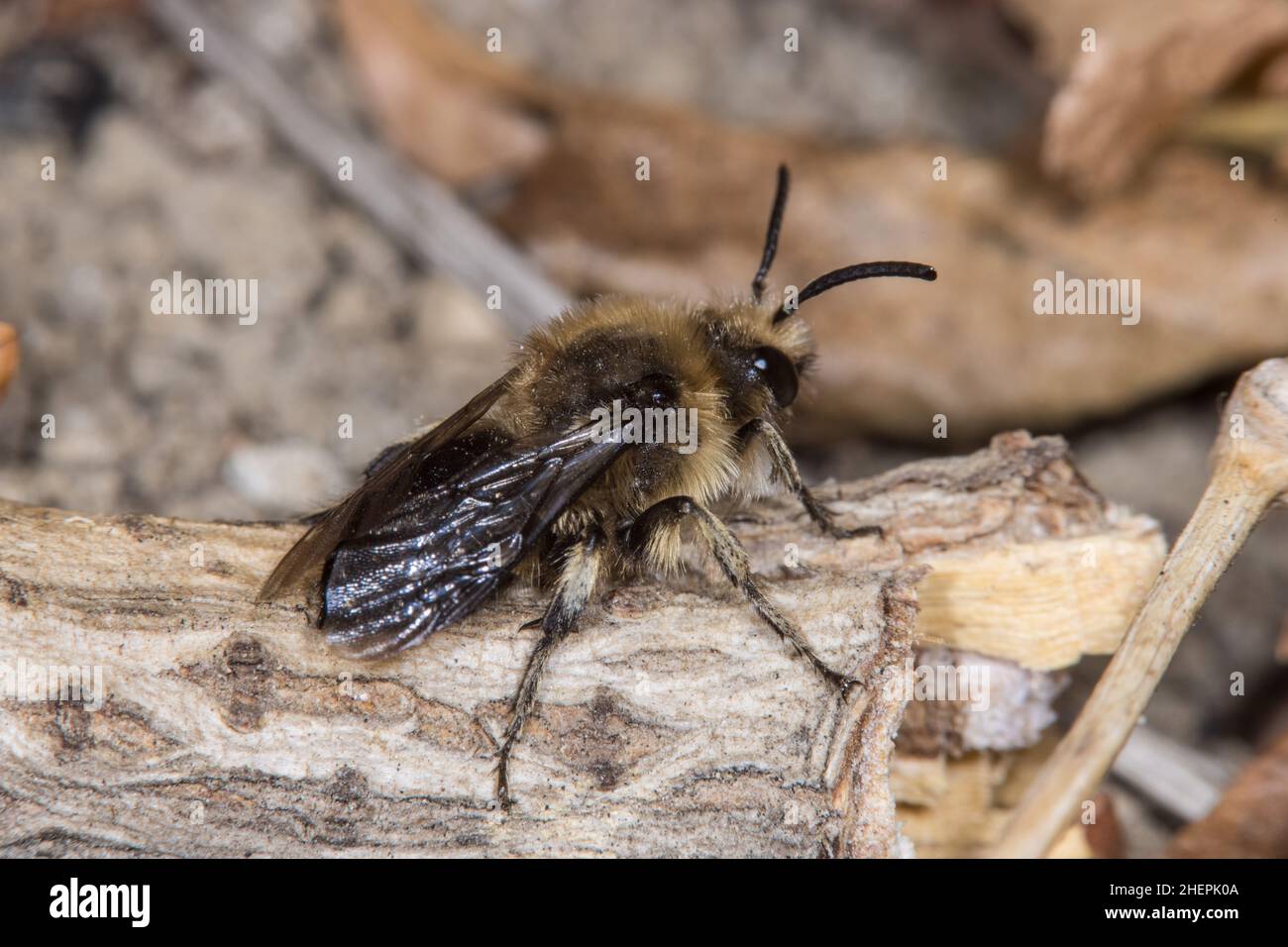digger-cuckoo bee (Melecta albifrons), sits on the ground, Germany ...