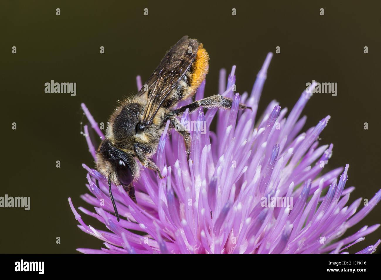 woodborer bee (Lithurgus chrysurus), sitting at a thistle, Germany ...