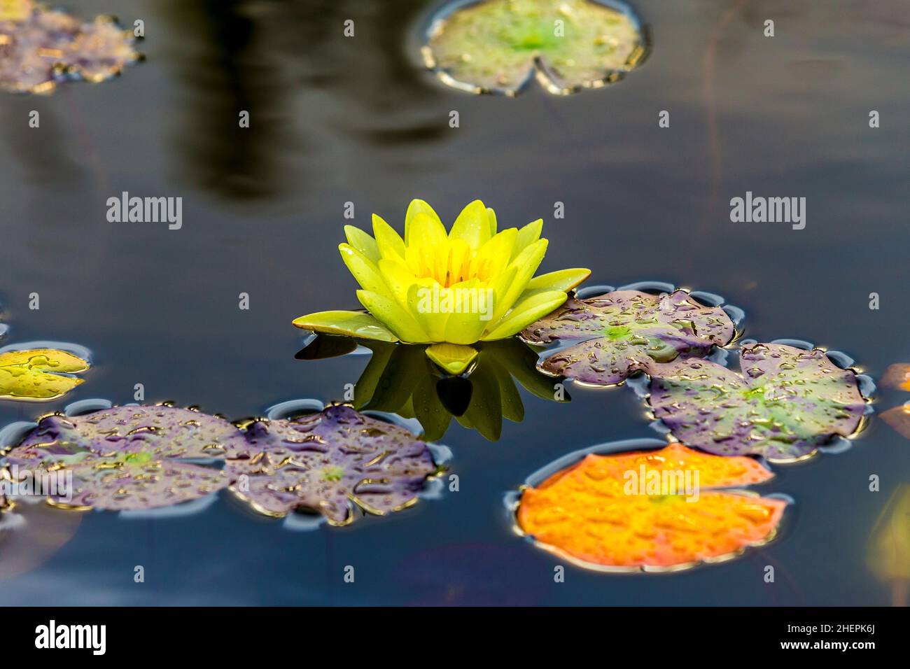 blooming water lily floating in the lake Stock Photo - Alamy