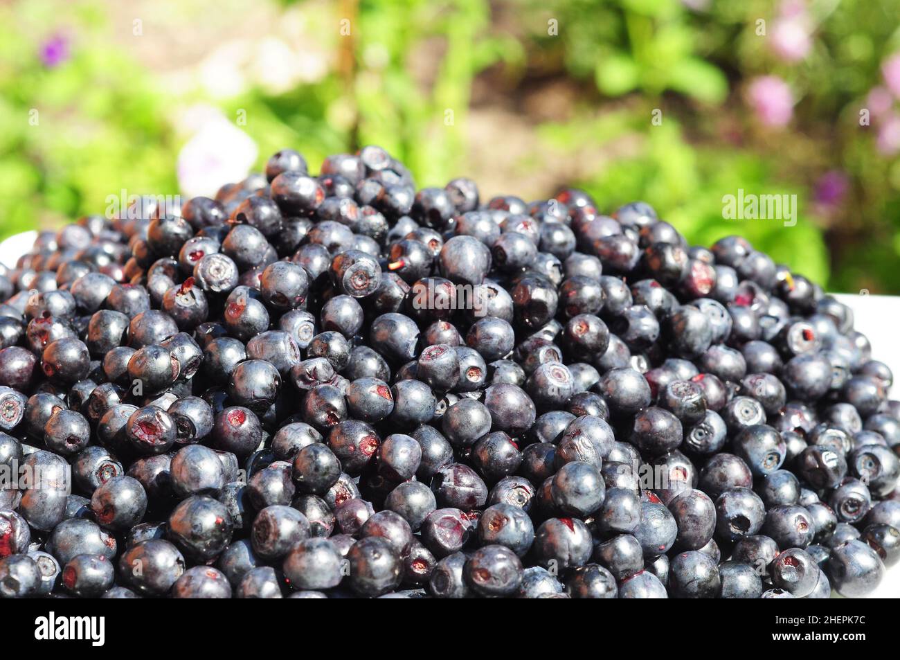 Close up on wild organic Bilberries in beautiful garden background ...
