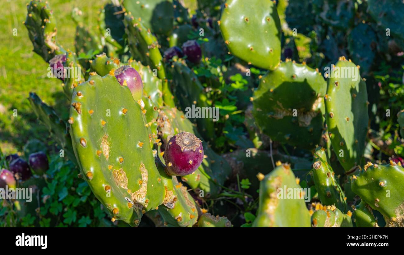 prickly pear plant with unripe purple fruits Stock Photo - Alamy