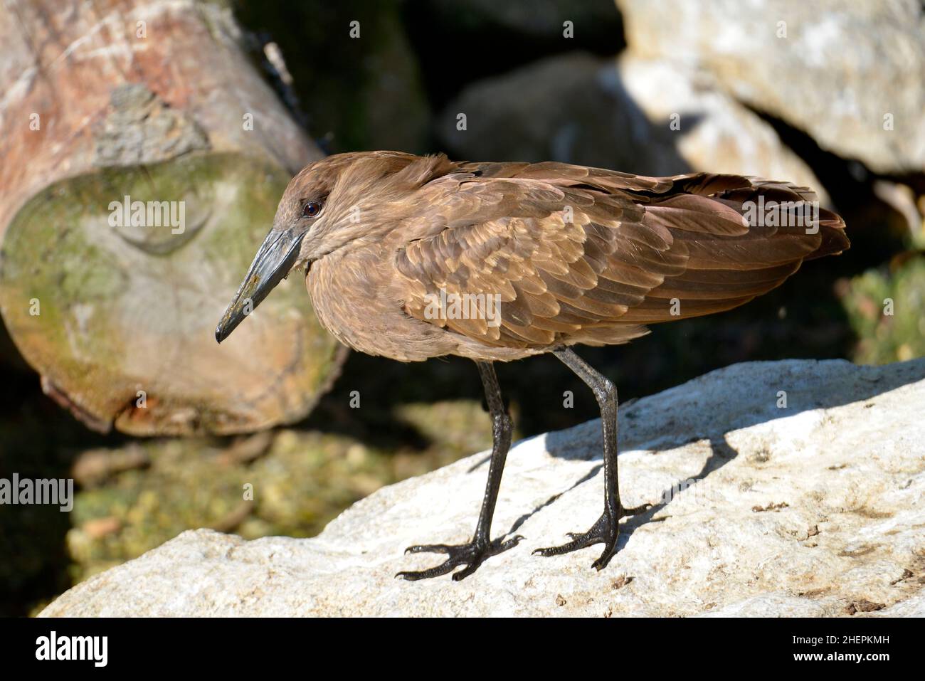 Hamerkop hammerhead scopus umbretta bird hi-res stock photography and ...