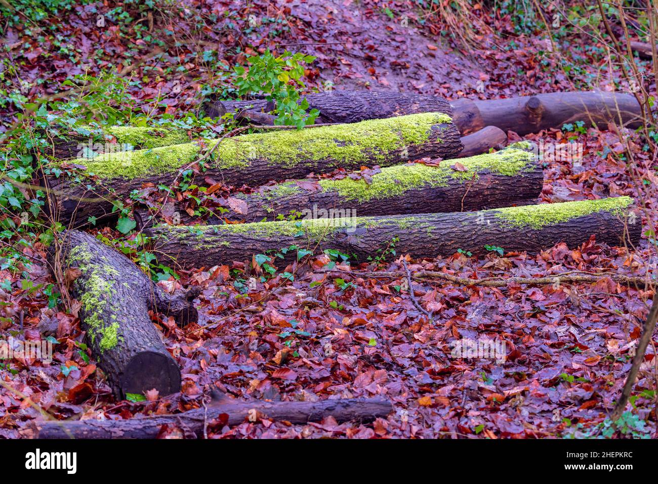 Moss covered felled tree logs on the woodland floor Stock Photo - Alamy
