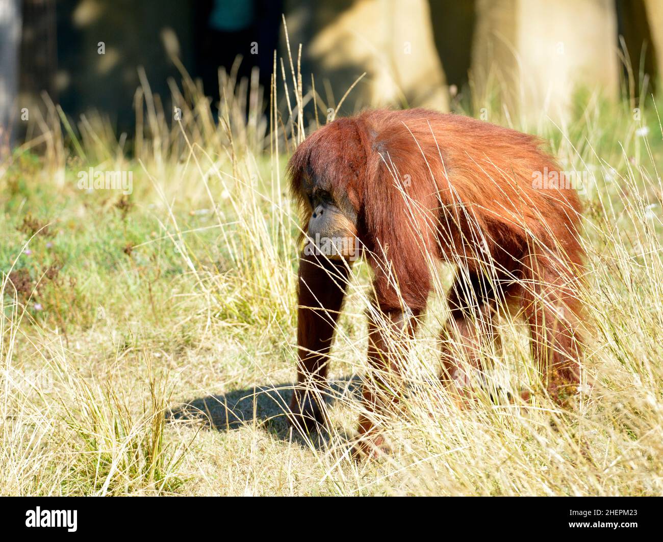 Orangutan male (Pongo pygmaeus) among tall grasses Stock Photo - Alamy