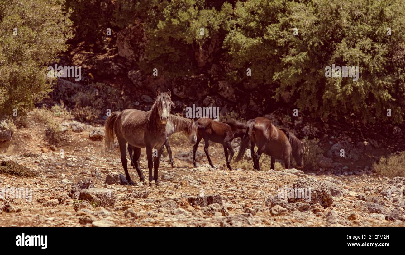 Ainos hi-res stock photography and images - Alamy